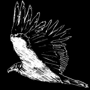 Turkey Vulture | The eBestiary